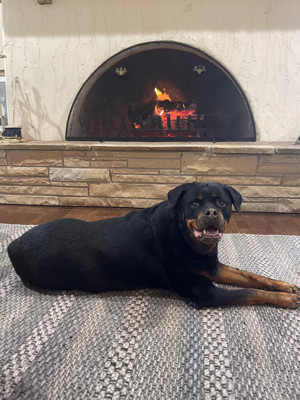 German Rottweiler: Hip Injury – Arnall's Naturals